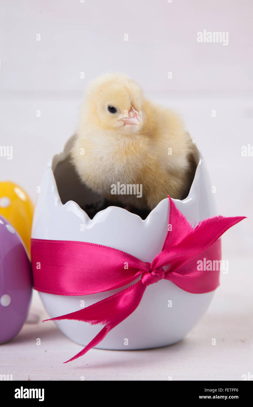 Easter chicken, eggs and decoration in vintage sytle white wooden ...