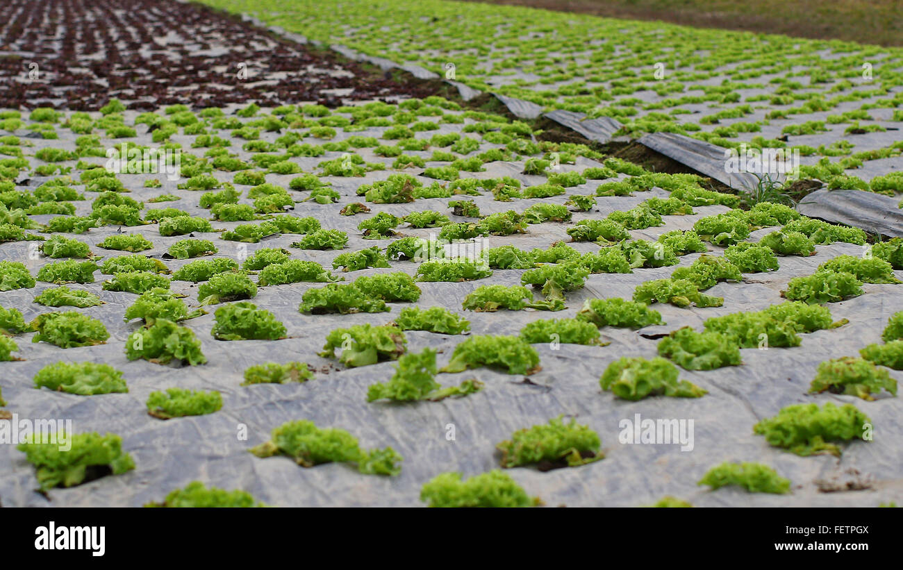 Green vegetables field hi-res stock photography and images - Alamy