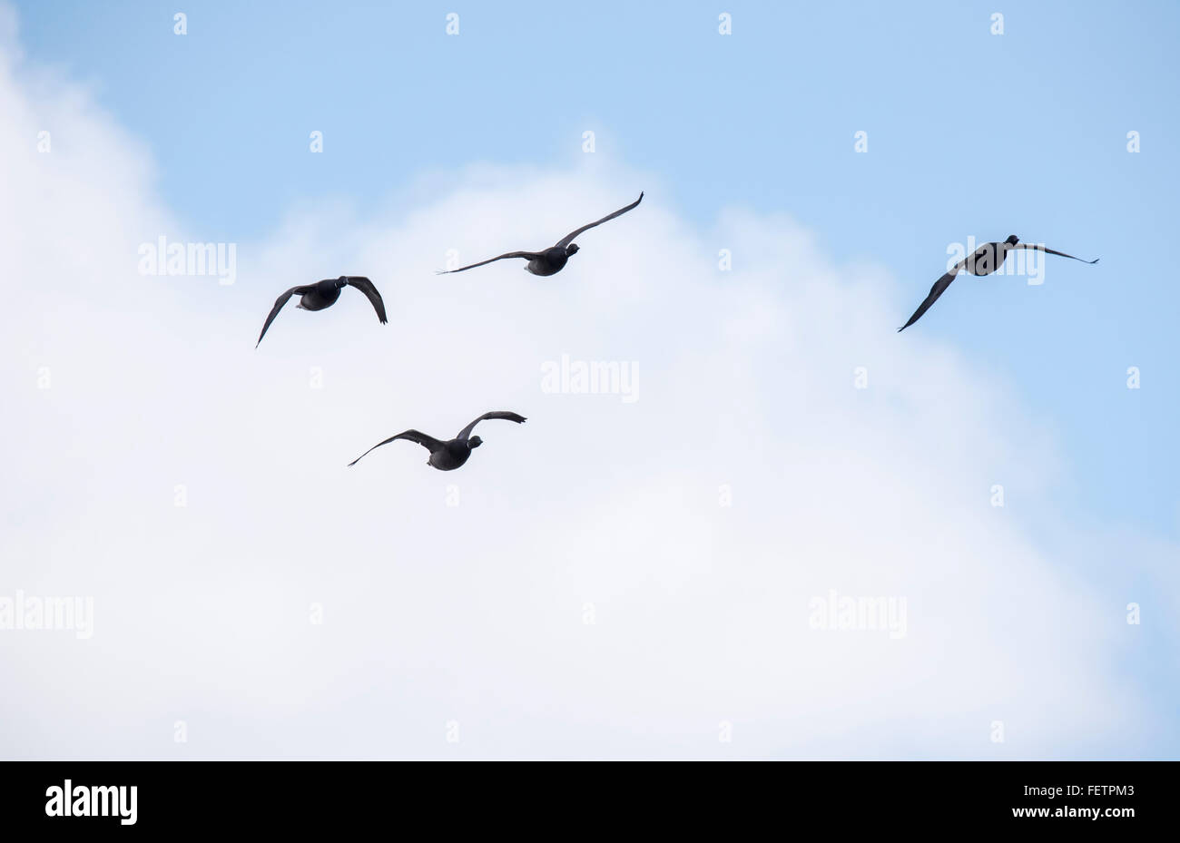 Four Brent Geese flying Stock Photo - Alamy