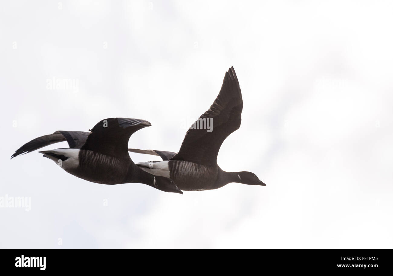 Two Brent Geese flying Stock Photo - Alamy