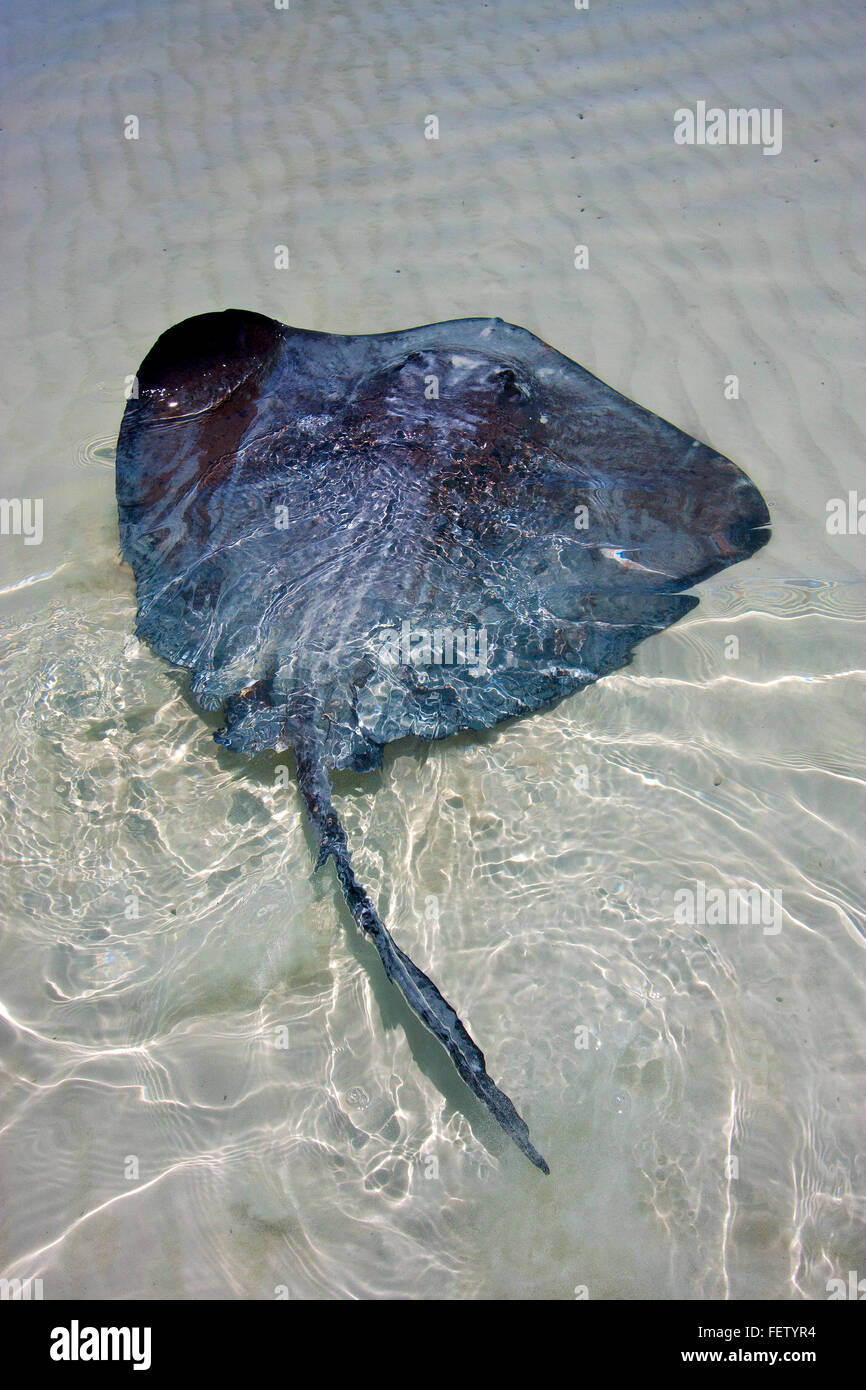 breed fish in the blue lagoon relax of sian kaan mexico Stock Photo - Alamy