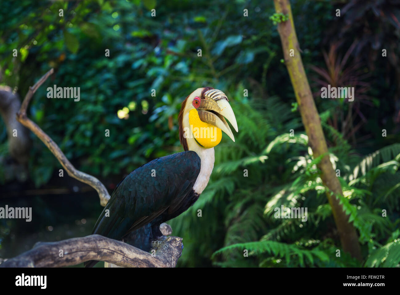Wild life of Bali island. Indonesia Stock Photo - Alamy