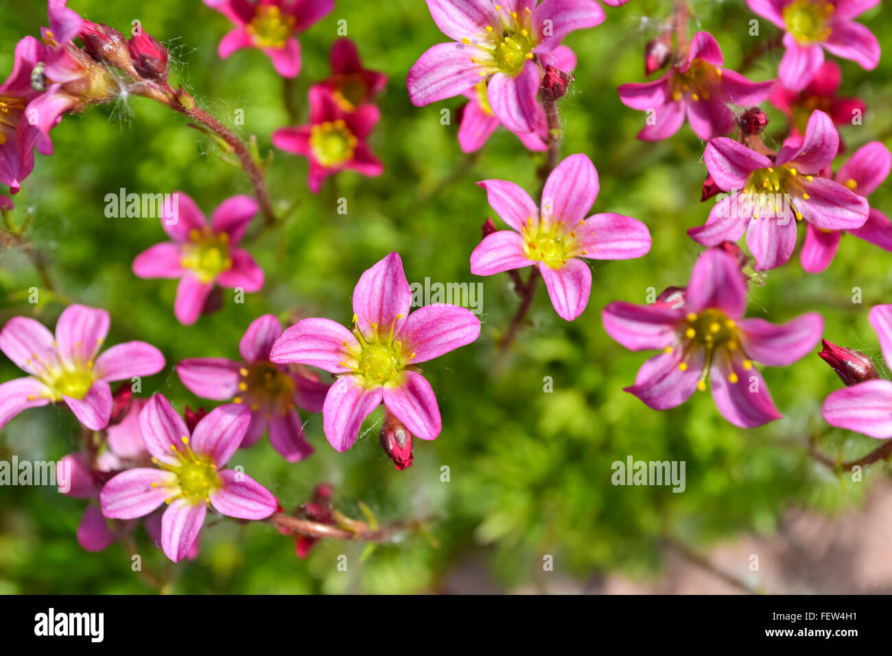 Moss bloom hi-res stock photography and images - Alamy