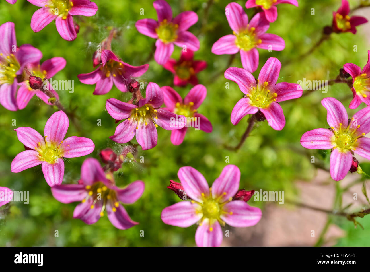 Blooming spring Moss Stock Photo - Alamy