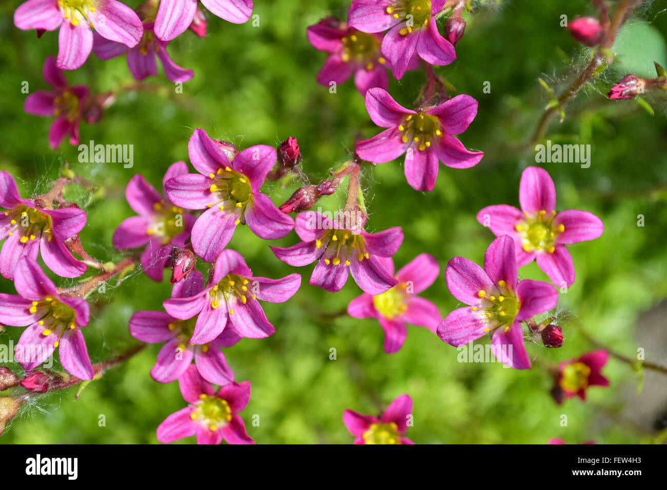 Blooming spring Moss Stock Photo - Alamy