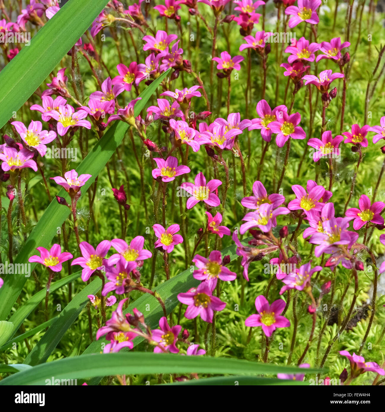 Blooming spring Moss Stock Photo - Alamy