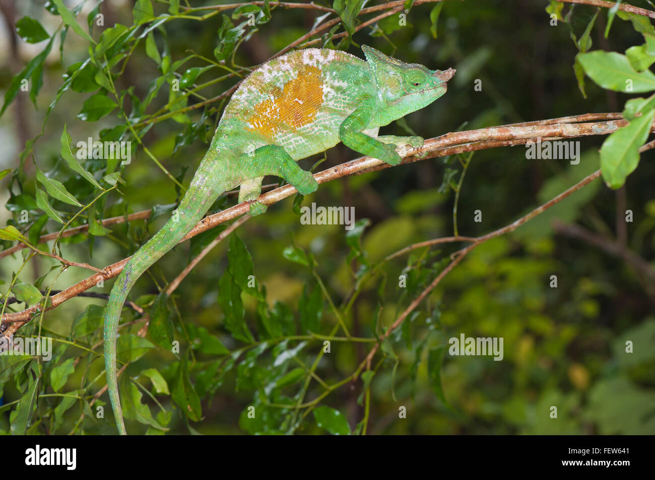 Parson's chameleon (Calumma parsonii), Andasibe-Mantadia National Park ...