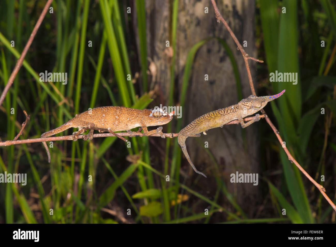 Couple of Blade chameleons (Calumma gallus), Madagascar Stock Photo - Alamy