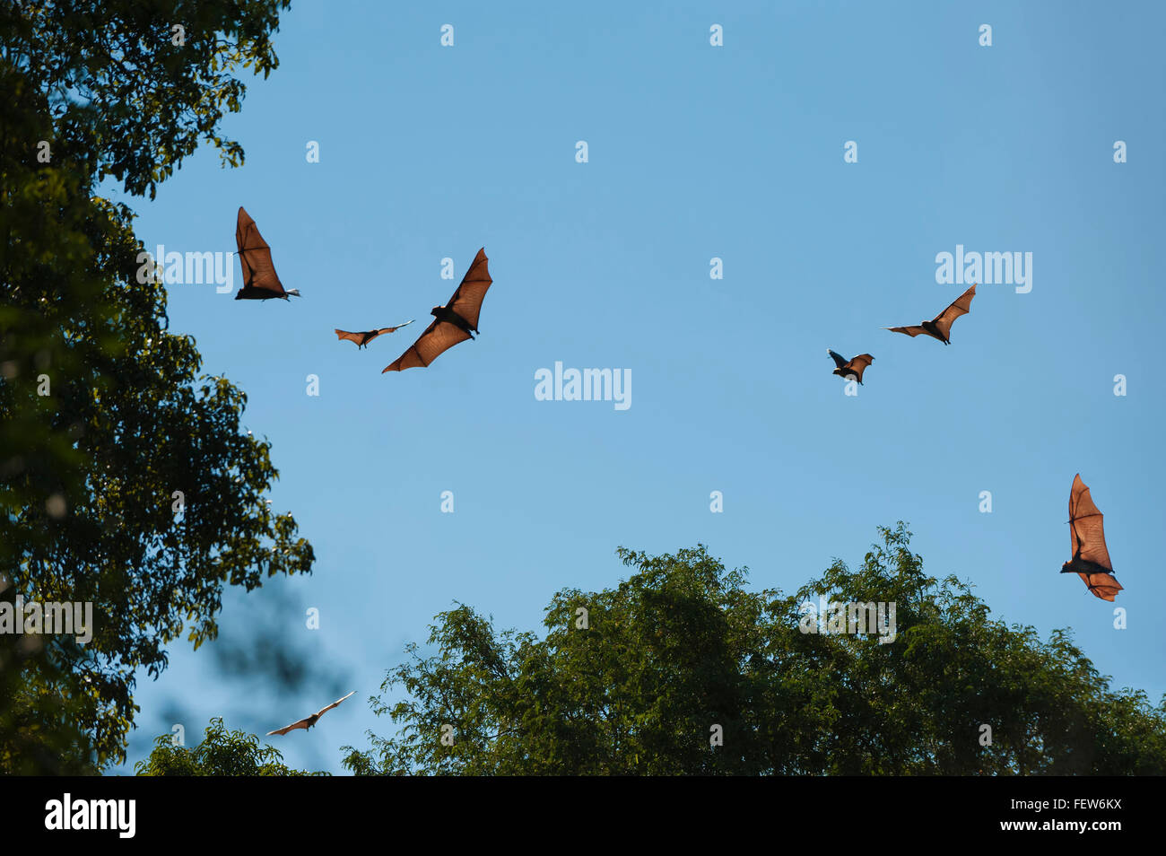 Madagascan flying foxes pteropus rufus hi-res stock photography and ...