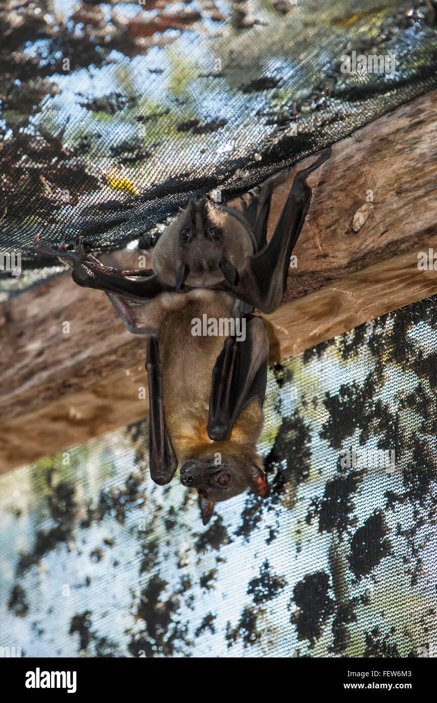 Madagascar flying fruit bat hi-res stock photography and images - Alamy