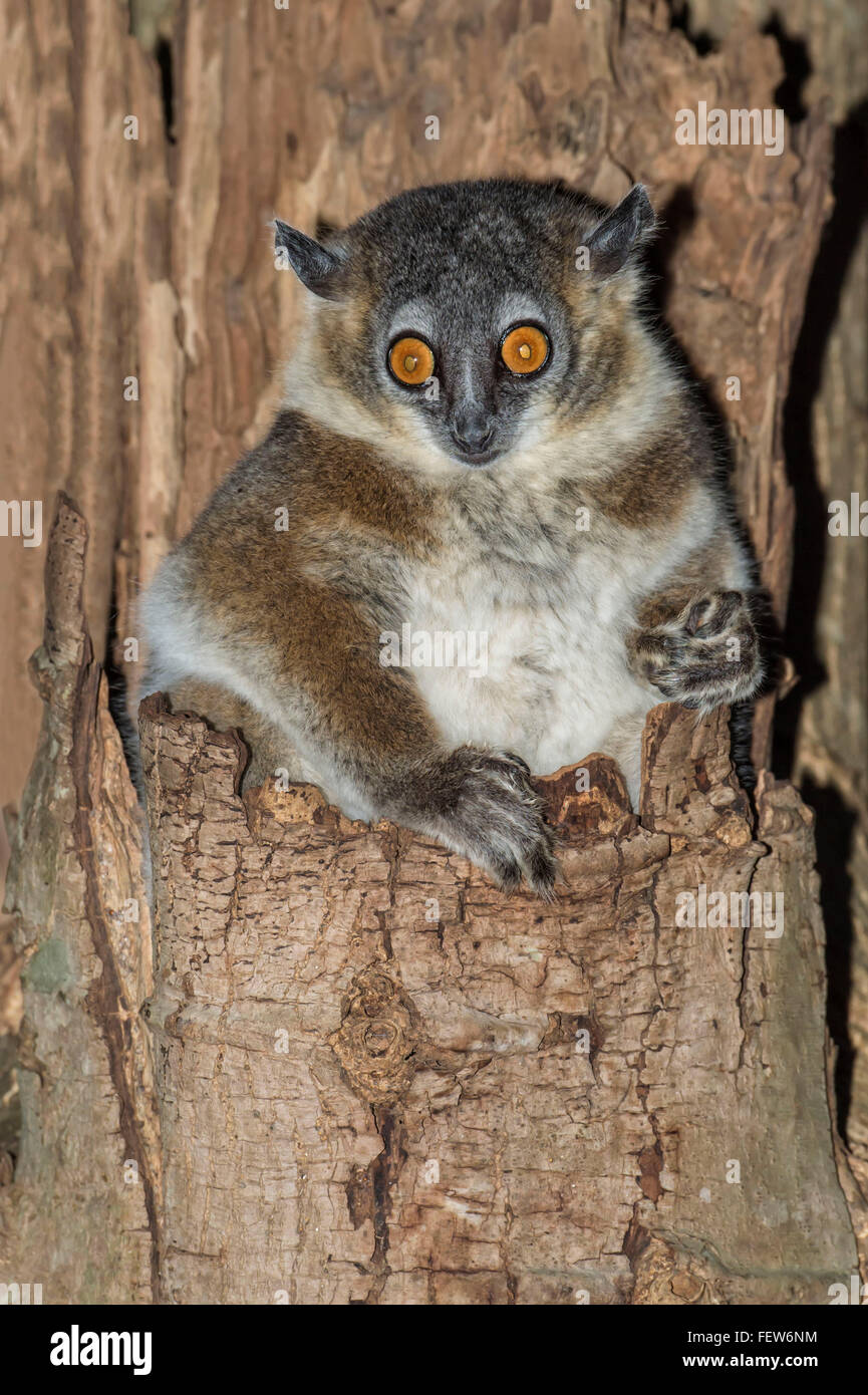 White-footed Sportive Lemur (Lepilemur leucopus) in a tree hole ...