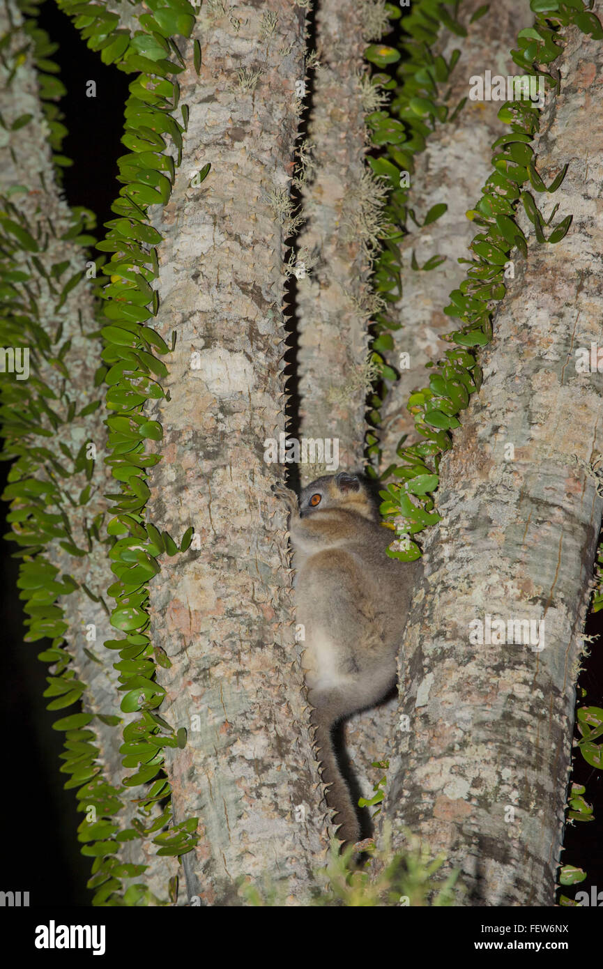 Reddish-gray Mouse Lemur (Microcebus griseorufus) in octopus tree, Berenty nature reserve, Fort ...