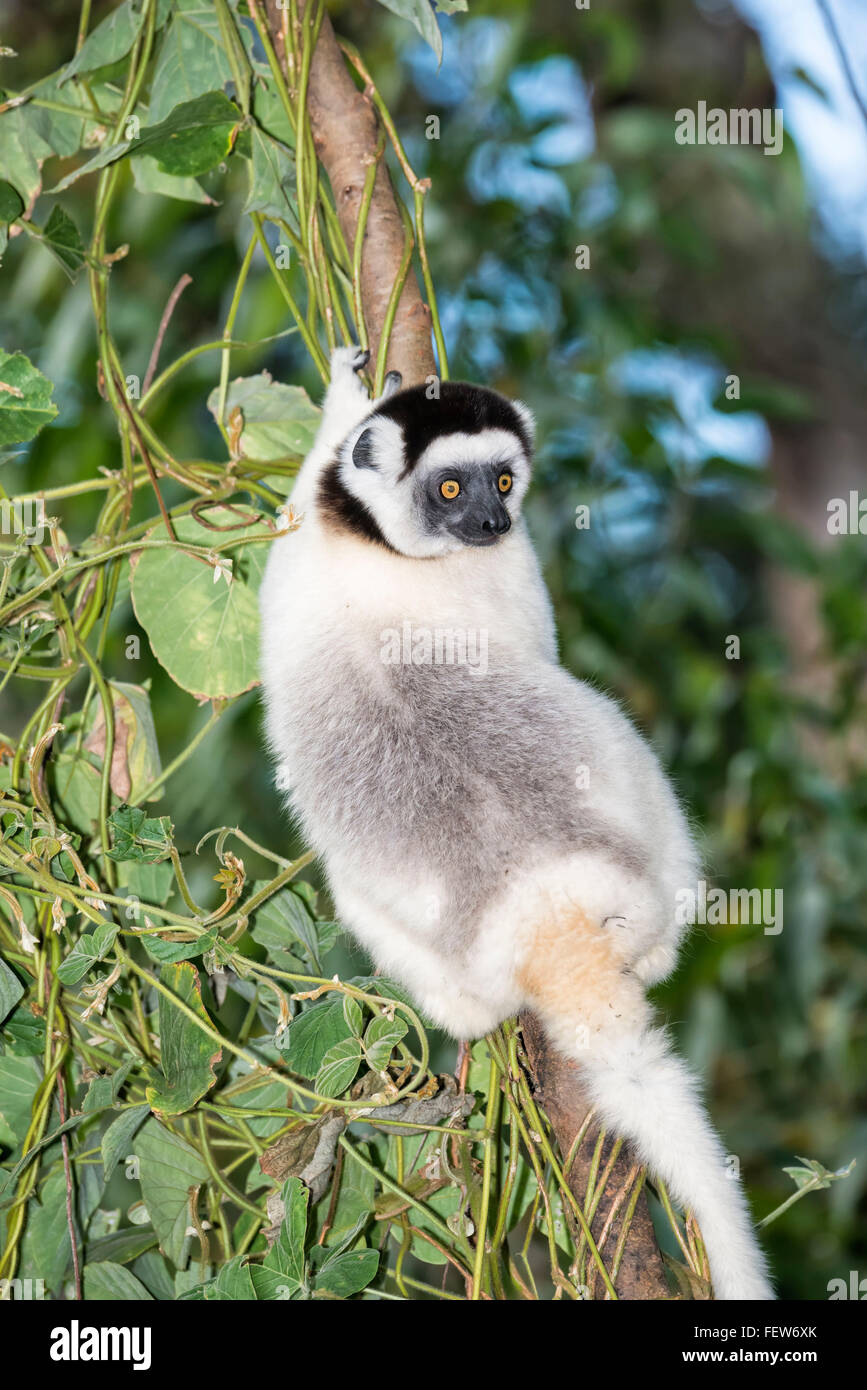Verreaux's Sifaka (Propithecus verreauxi), Nahampoana Reserve, Fort ...