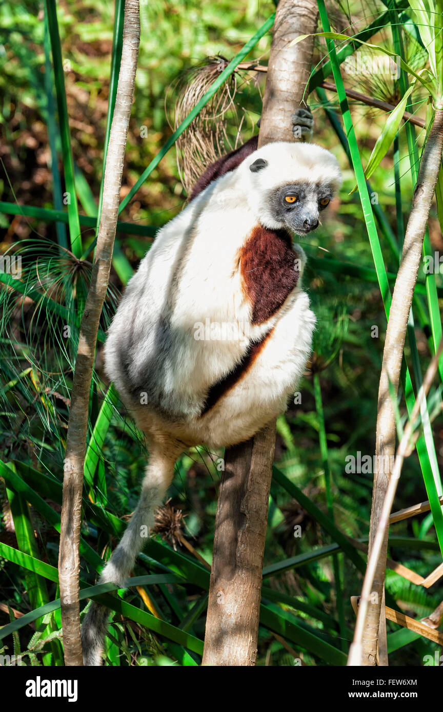 Propithecus coquereli lemur hi-res stock photography and images - Alamy