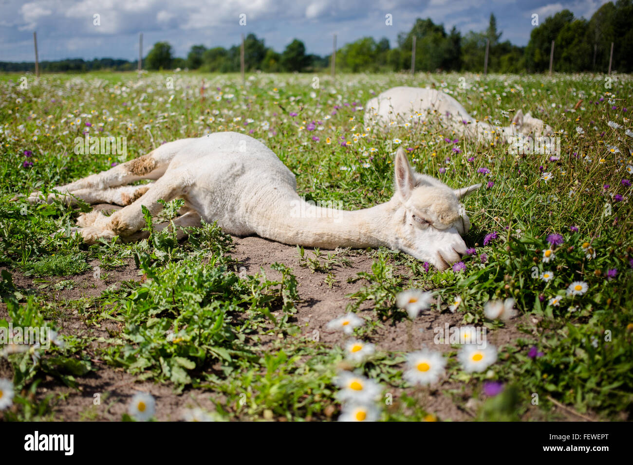 Sleeping llama hi-res stock photography and images - Alamy