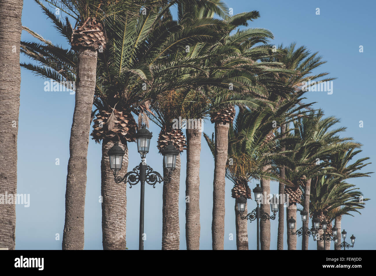 Palm tree in a row hi-res stock photography and images - Alamy