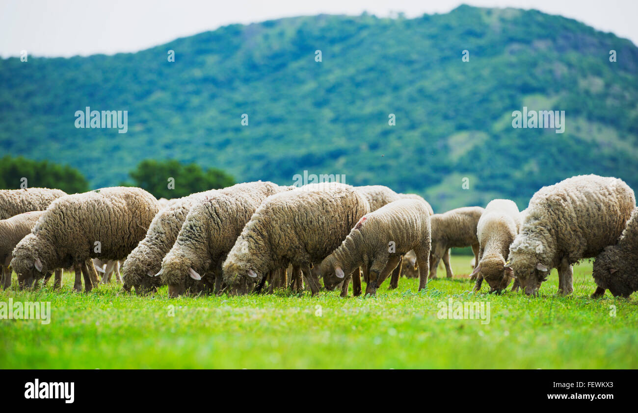 Grazes sheep hi-res stock photography and images - Alamy