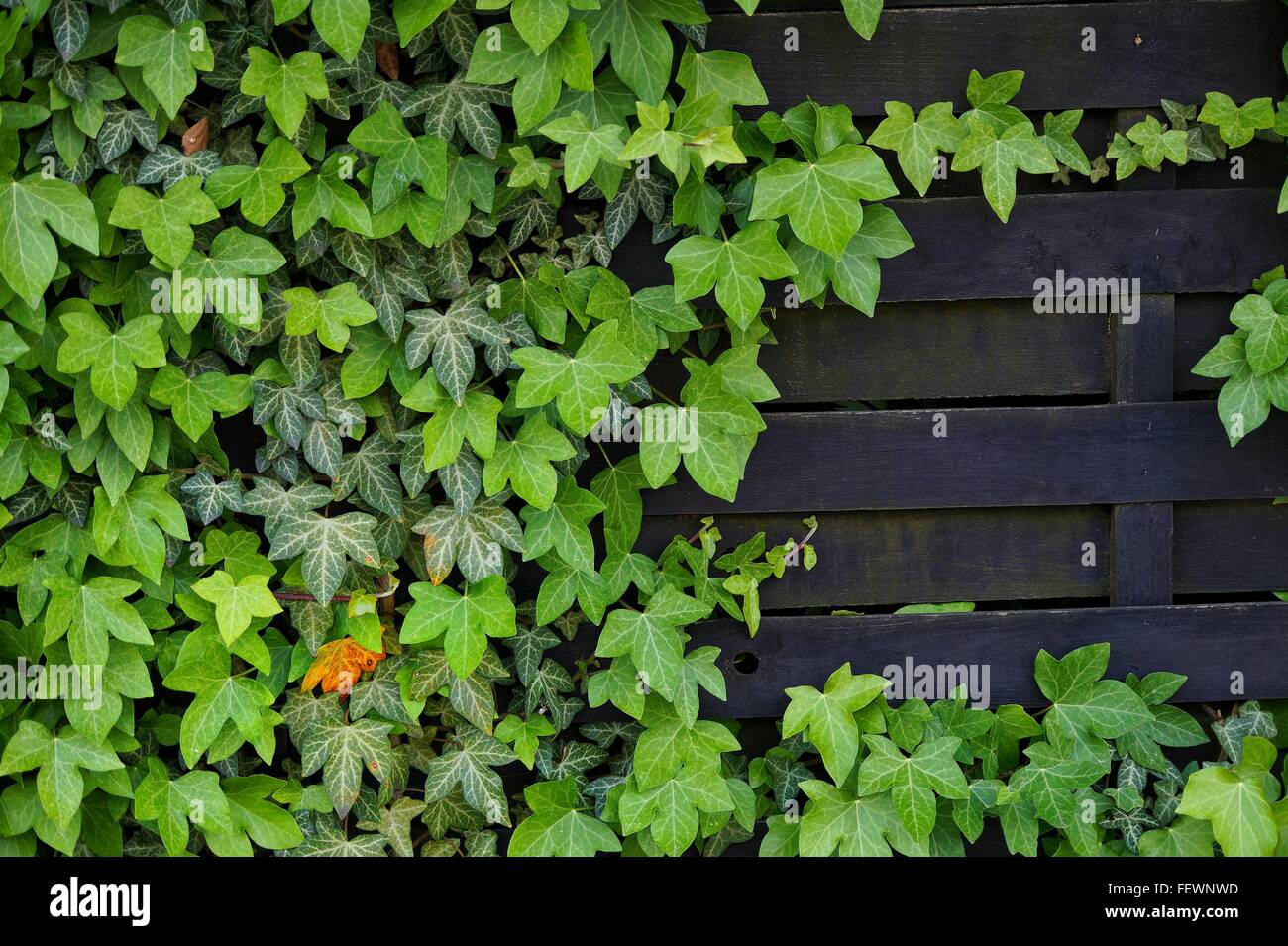 Creeper Fence Stock Photos & Creeper Fence Stock Images - Alamy