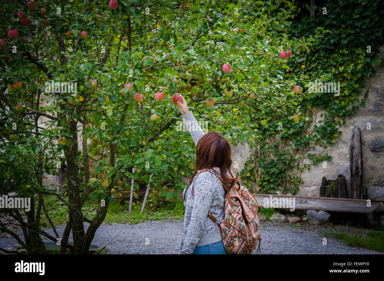 Woman Plucking Apple From Tree Outdoors Stock Photo - Alamy