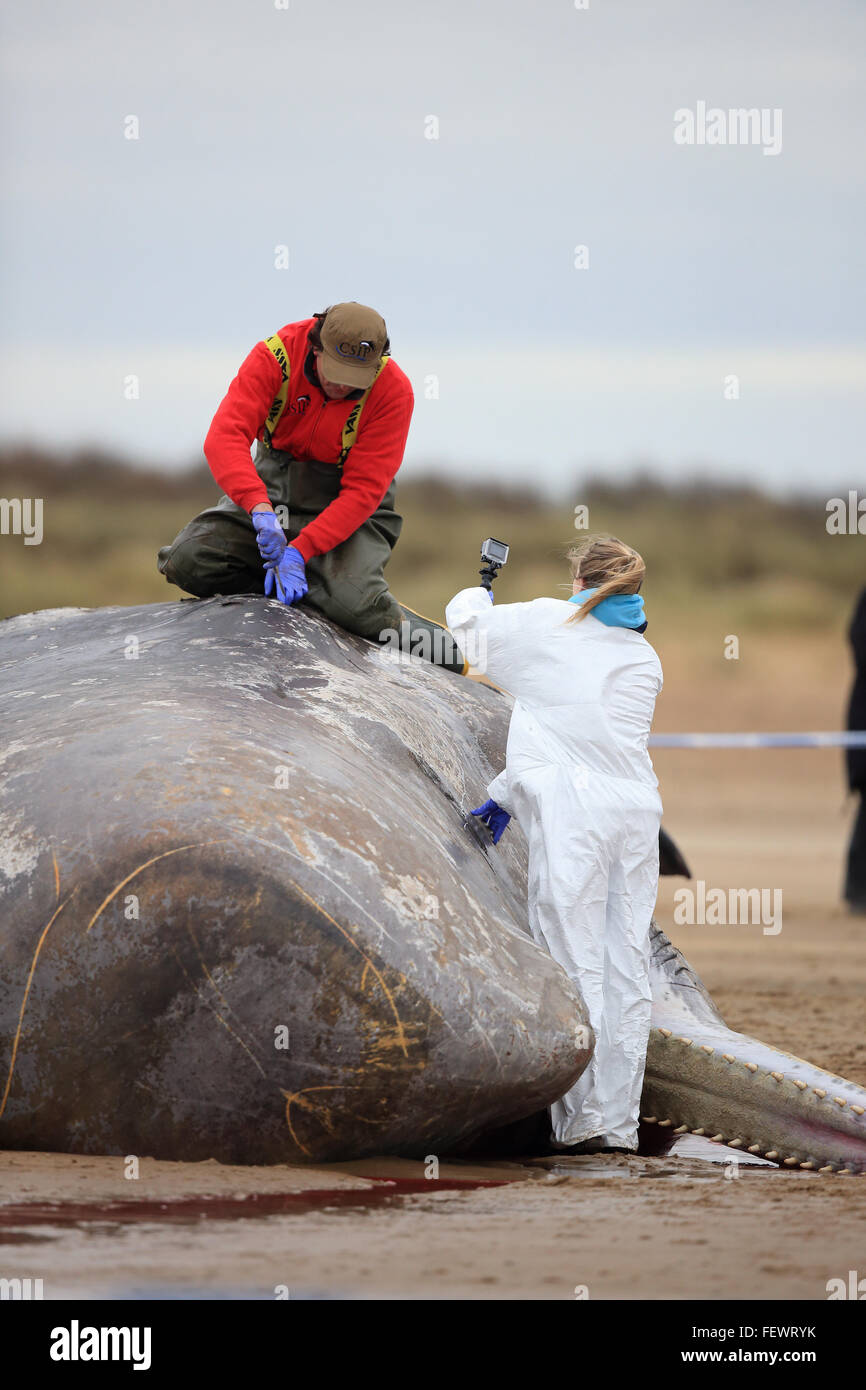 Autopsies hi-res stock photography and images - Alamy