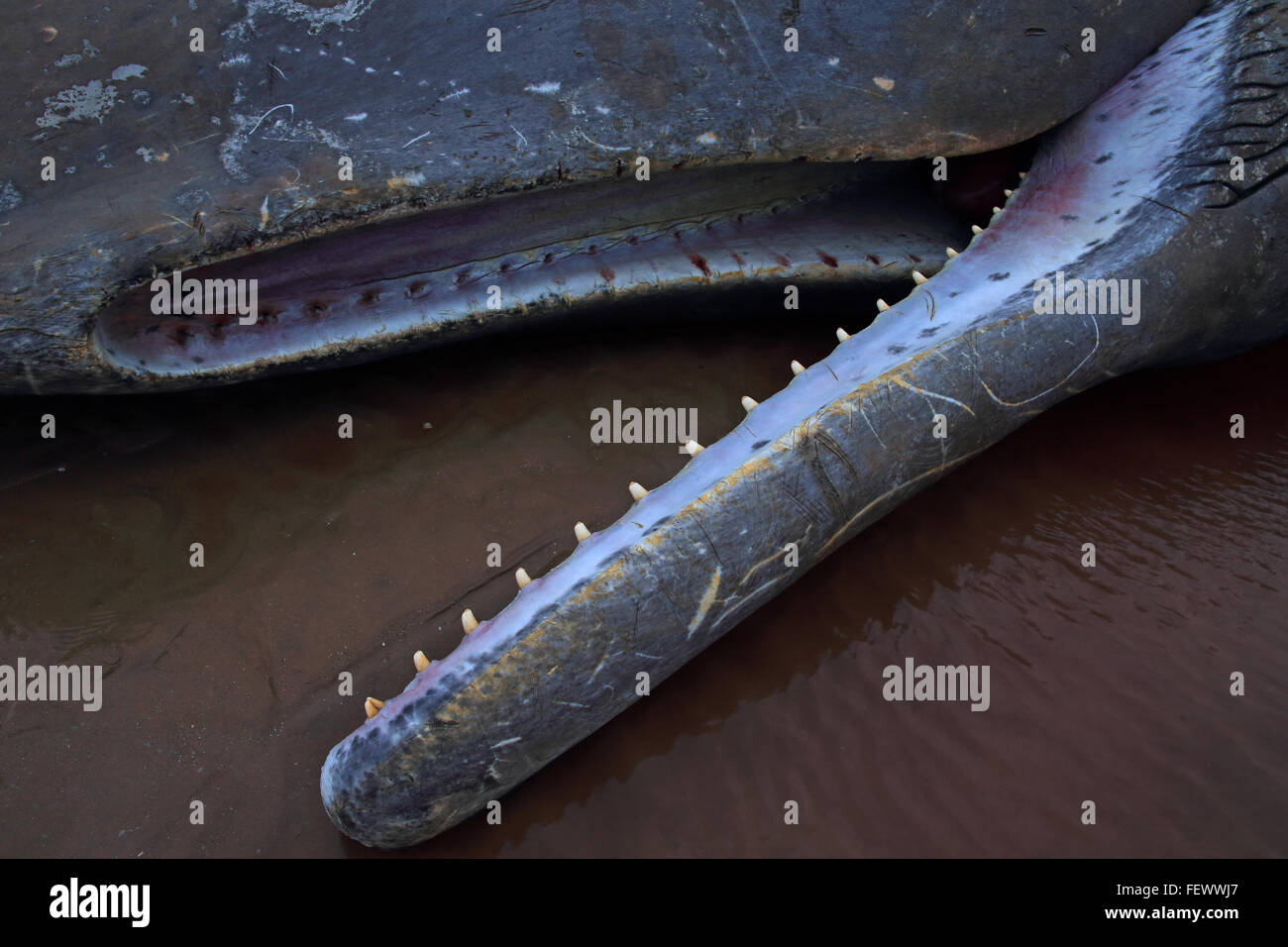 Sperm whale teeth hi-res stock photography and images - Alamy