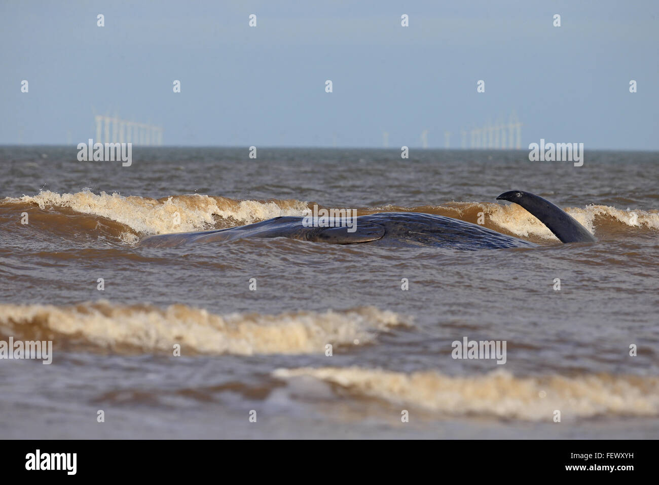 Sperm Whale (Physeter macrocephalus Stock Photo - Alamy