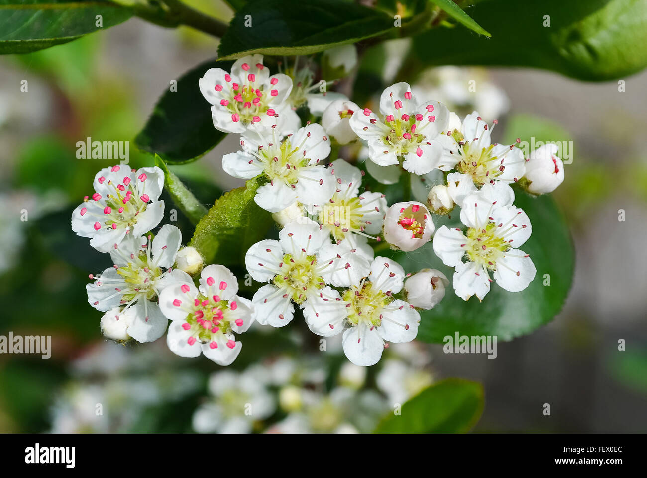 Aspen spring beauty hi-res stock photography and images - Alamy