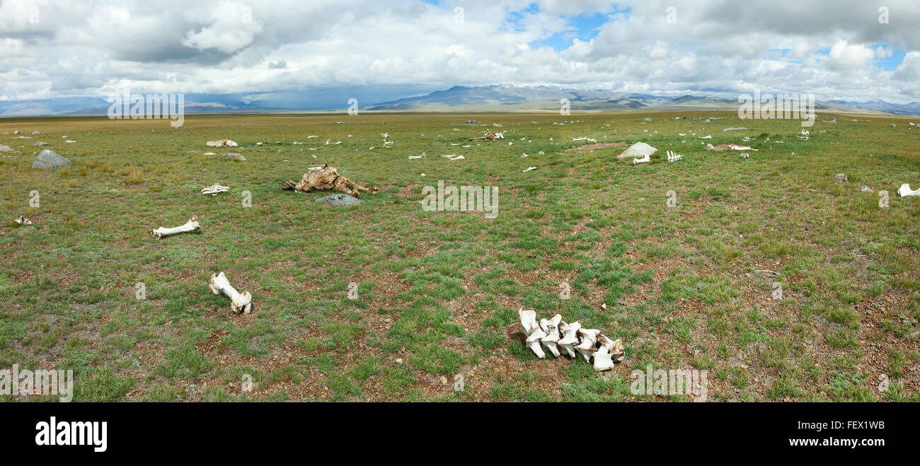 The bones of dead animals in the desert Stock Photo - Alamy