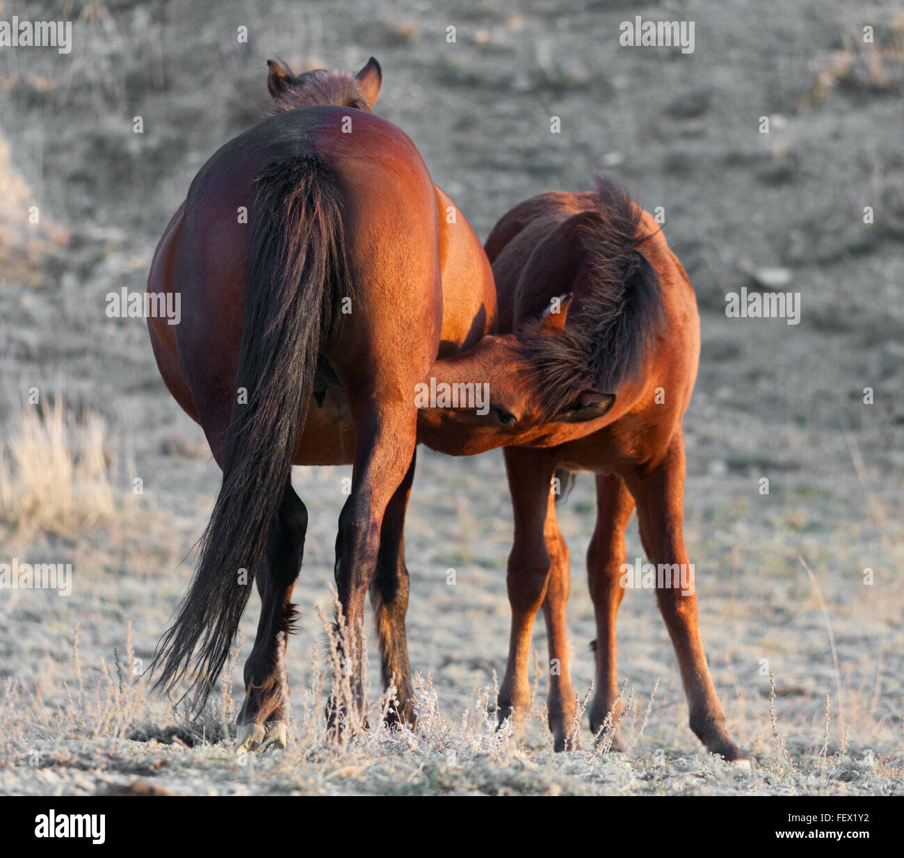 Little colt was in the middle of pastures Stock Photo - Alamy