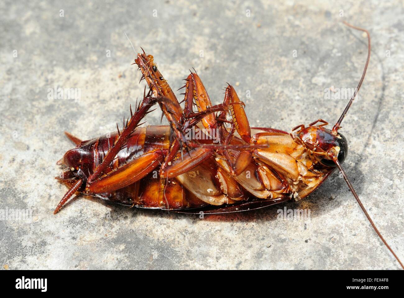 Indoors cockroach hi-res stock photography and images - Alamy