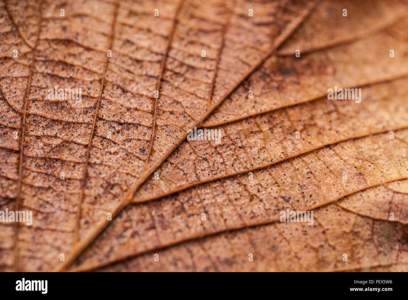 Macro photo fall leaf hi-res stock photography and images - Alamy