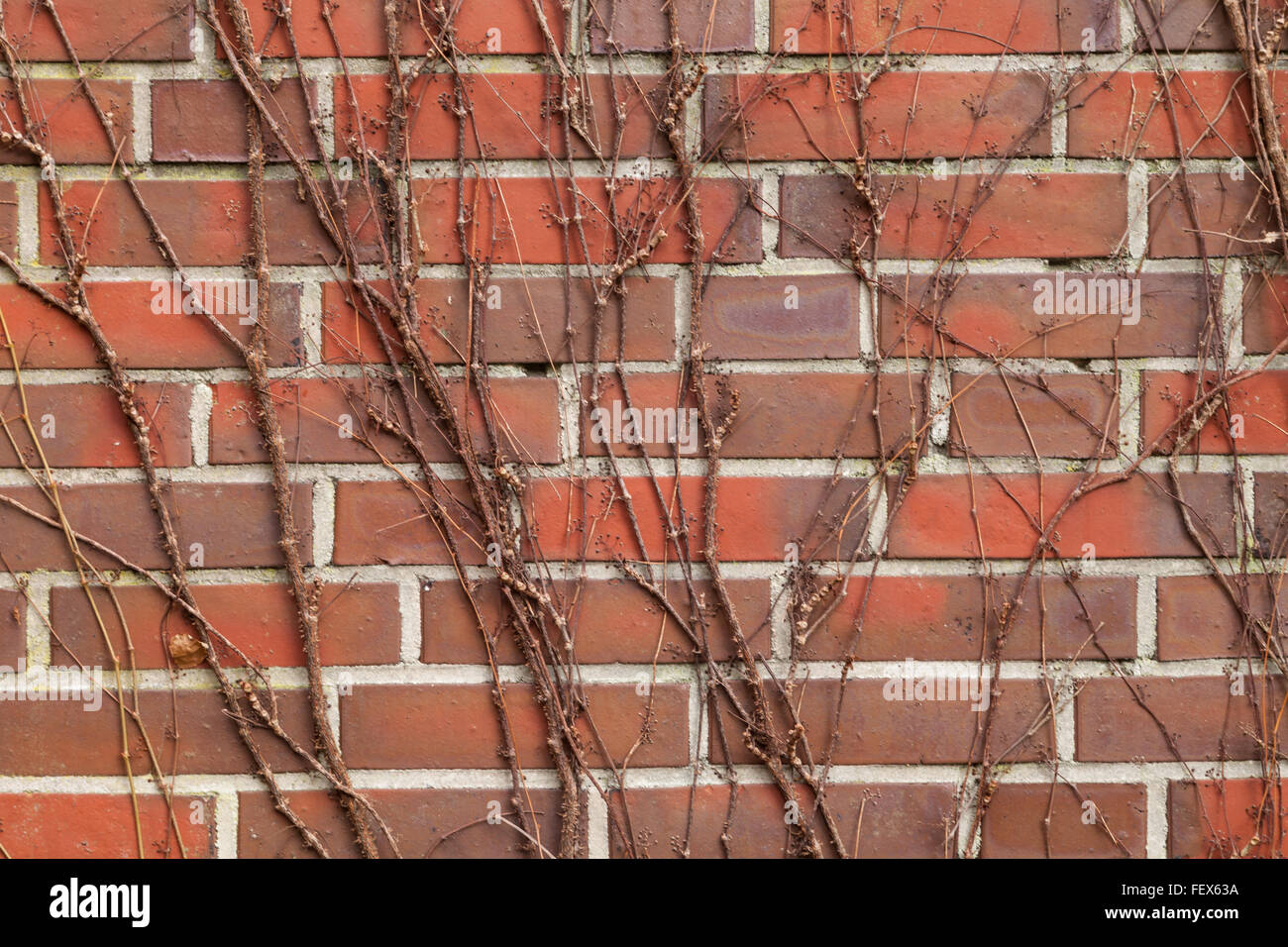 brick wall with vine branch Stock Photo - Alamy