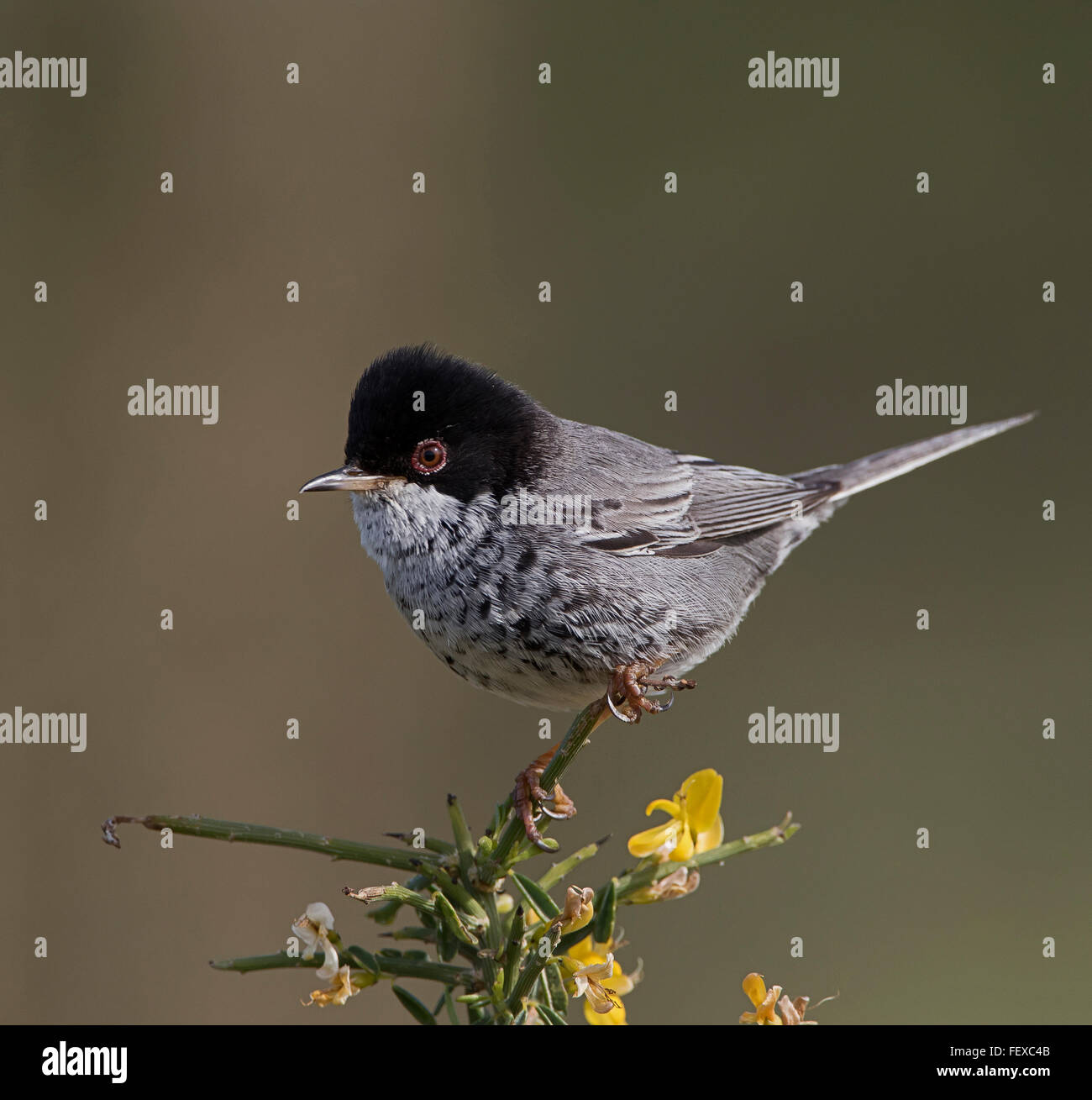 Cyprus Warbler Sylvia melanothorax adult male on territory Anarita ...