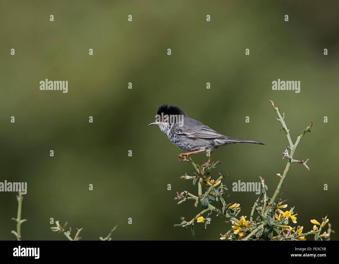 Cyprus Warbler Sylvia melanothorax adult male on territory Anarita ...