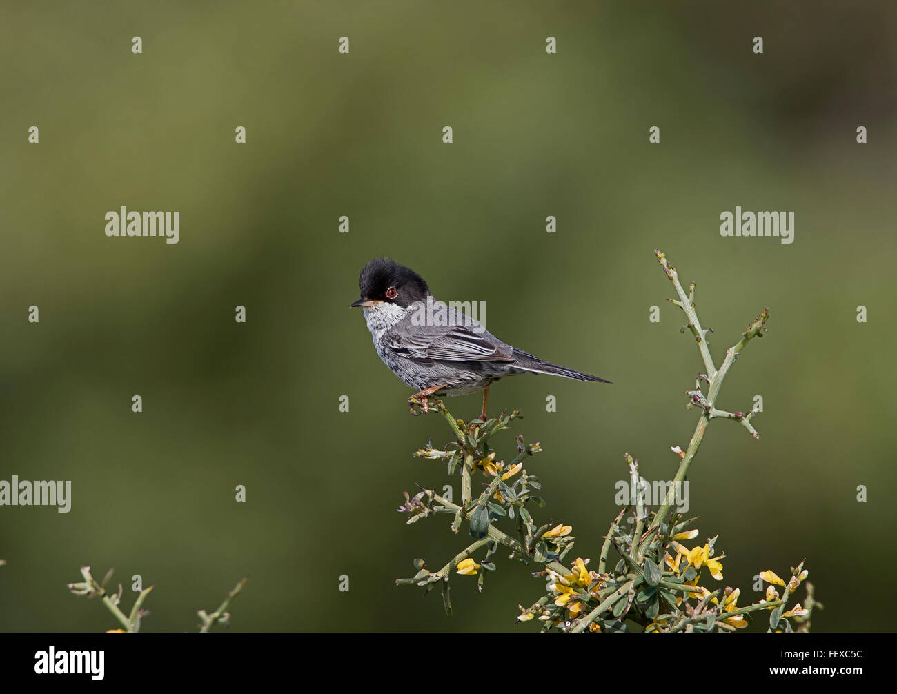 Cyprus Warbler Sylvia melanothorax adult male on territory Anarita ...