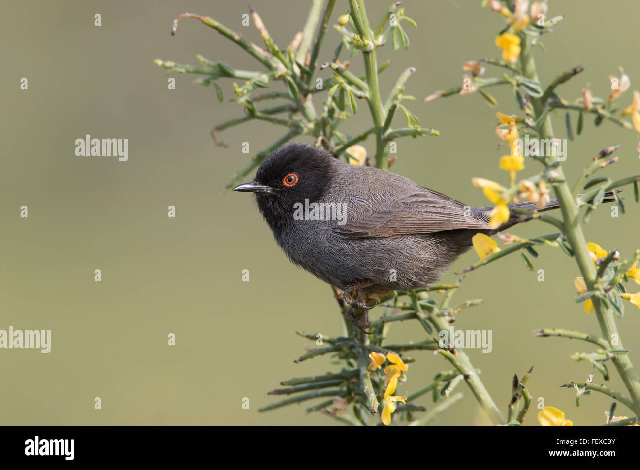 Melanistic Sardinian Warbler Sylvia melanocephala adult male Anarita ...