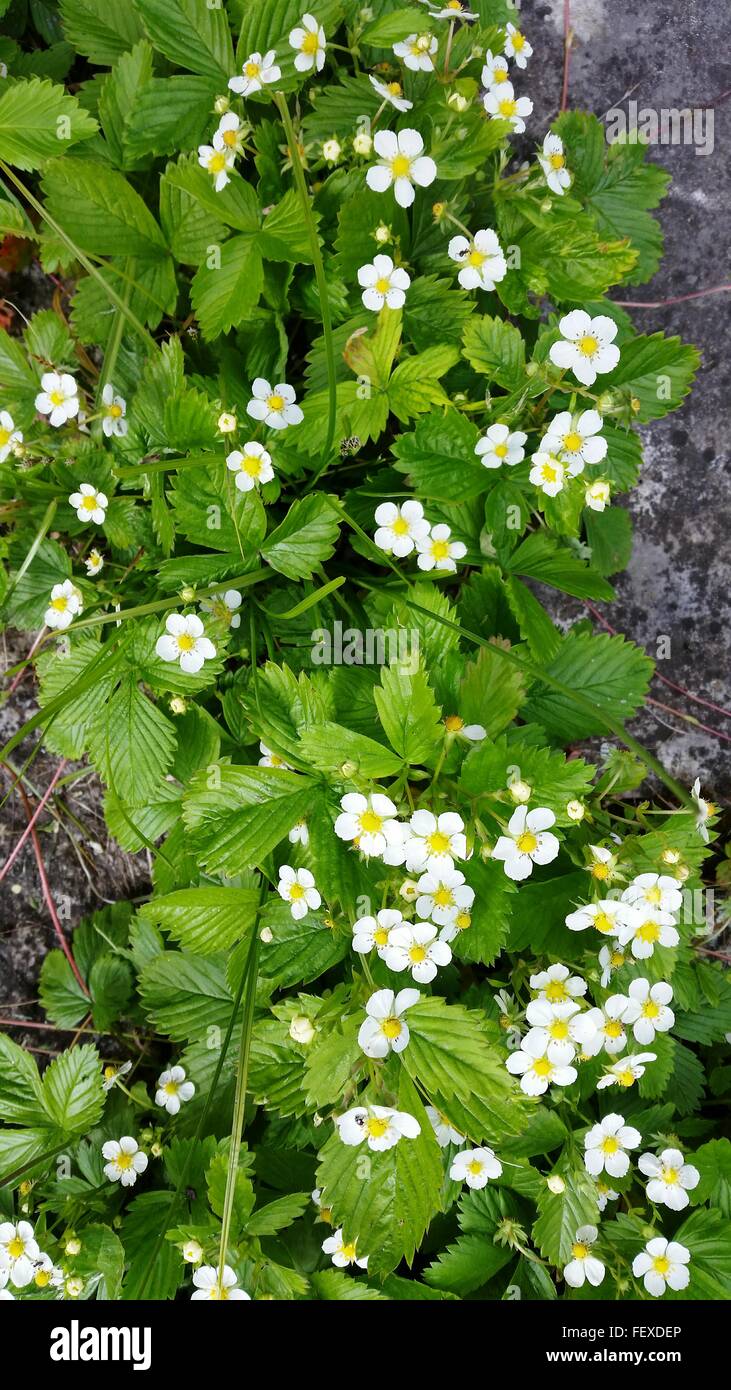 Very small wildflowers hi-res stock photography and images - Alamy
