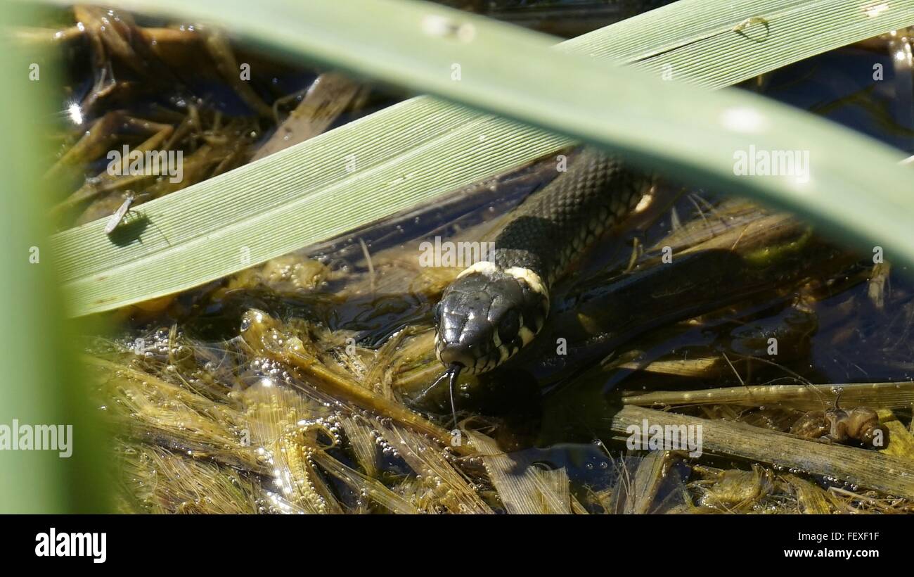 Grass snake swimming hi-res stock photography and images - Alamy