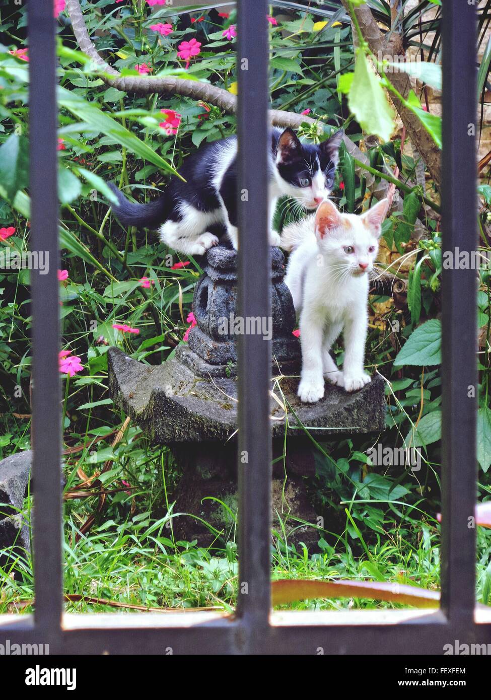 Backyard cats hi-res stock photography and images - Alamy