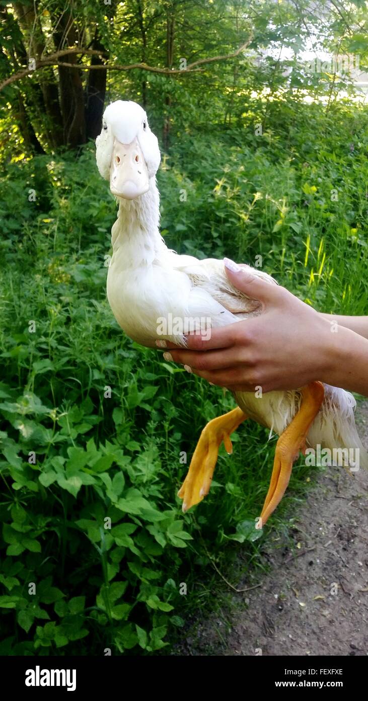 Domestic goose woman hi-res stock photography and images - Alamy