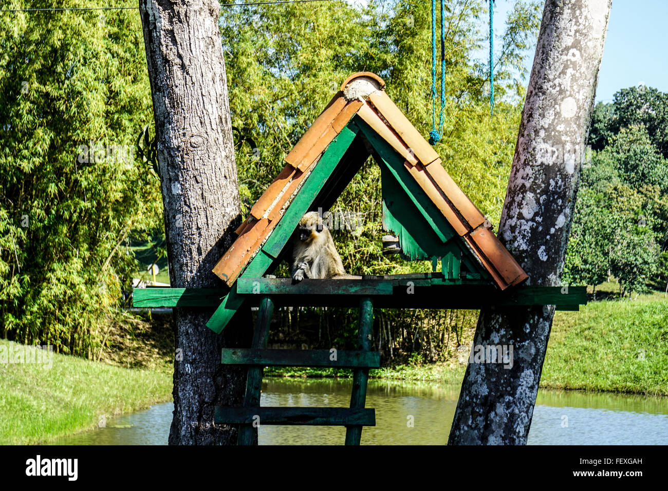 Monkey in a house, sitting under the Roof Stock Photo - Alamy