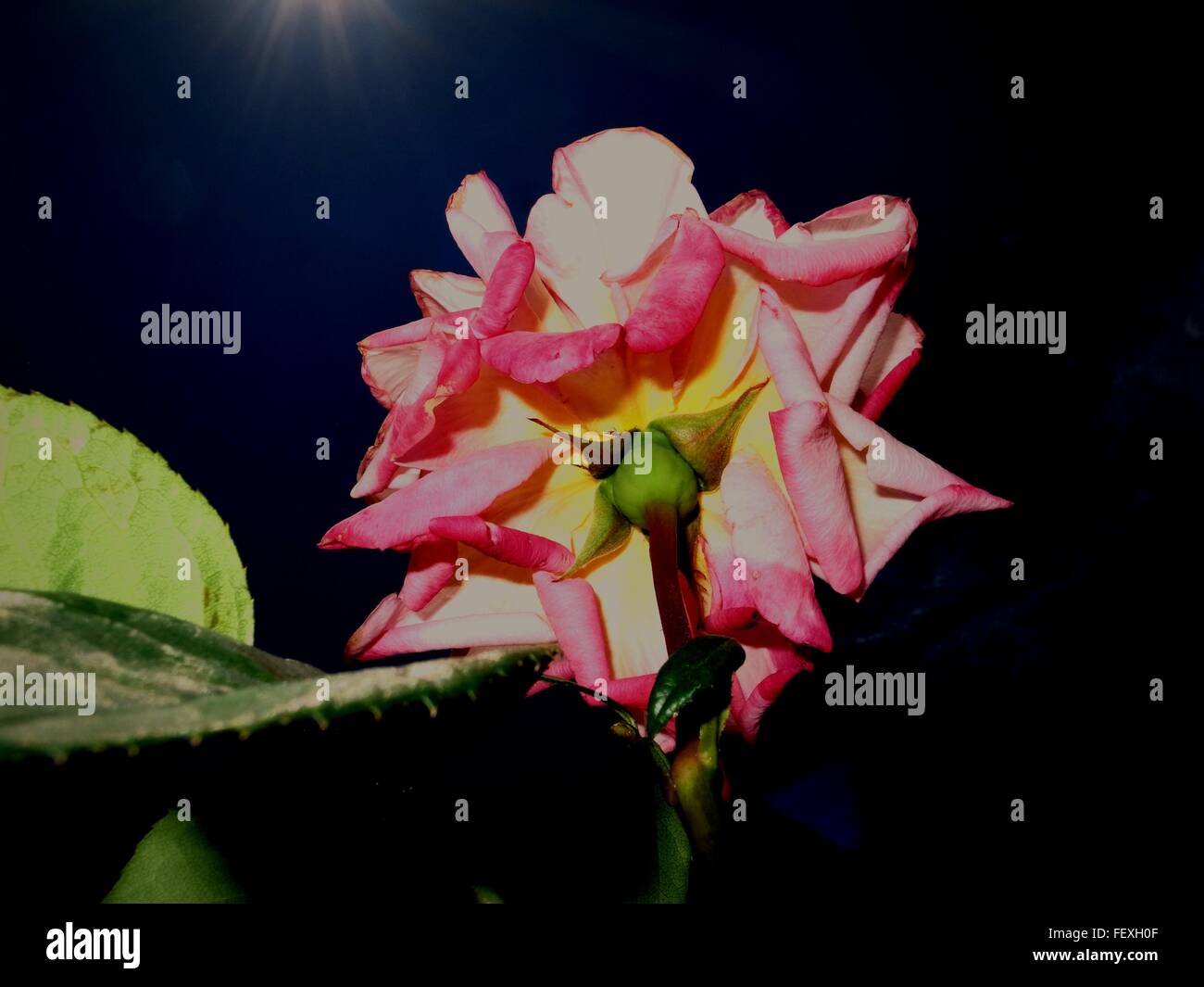 Formal rose garden hi-res stock photography and images - Alamy