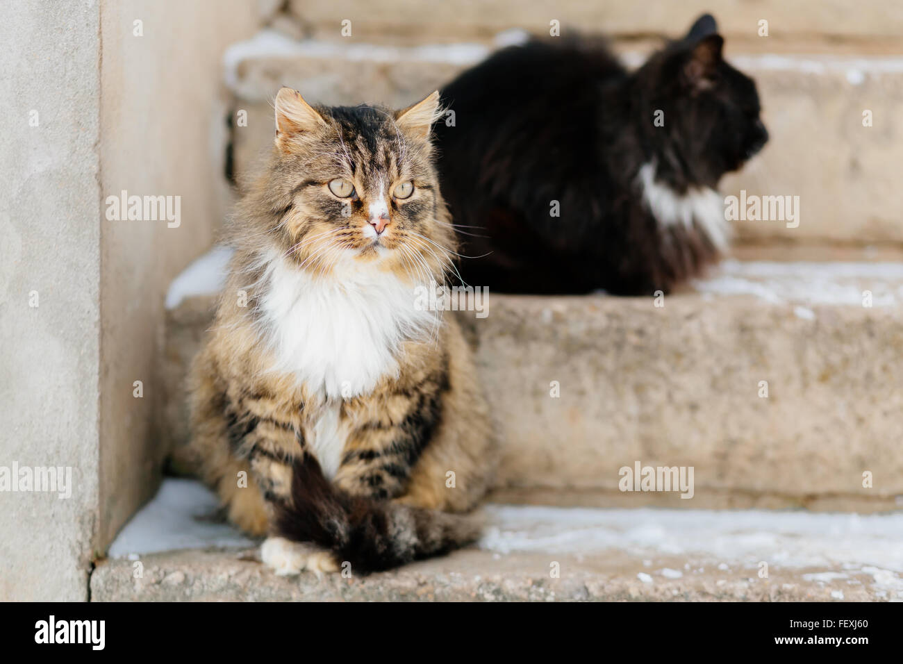 Two cats wait for master outdoor Stock Photo - Alamy