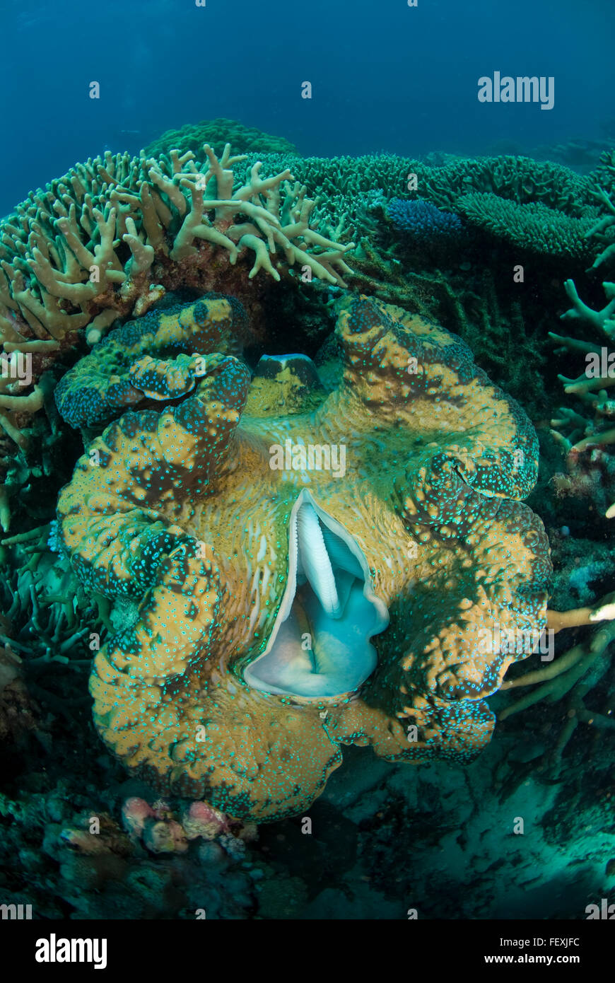 Giant clam tridacna gigas mantle hi-res stock photography and images ...