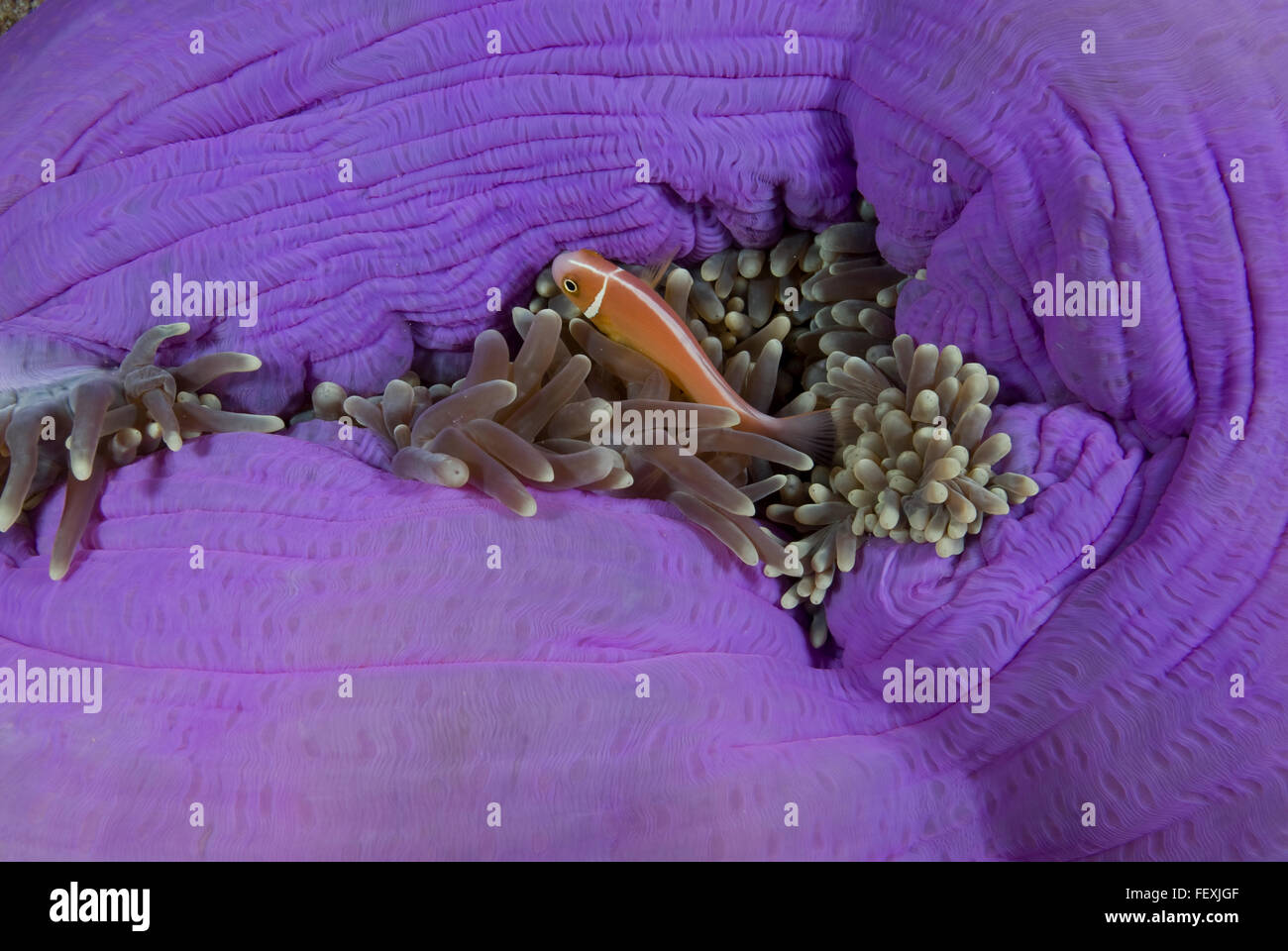 Balled hi-res stock photography and images - Alamy
