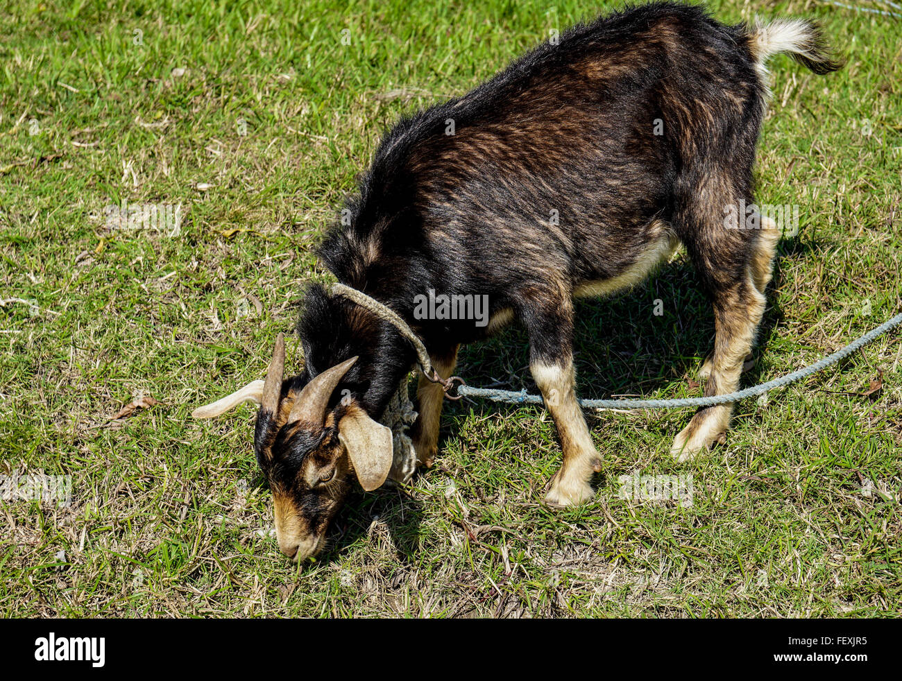 Tethered farm animal goat graze the green grass Stock Photo - Alamy