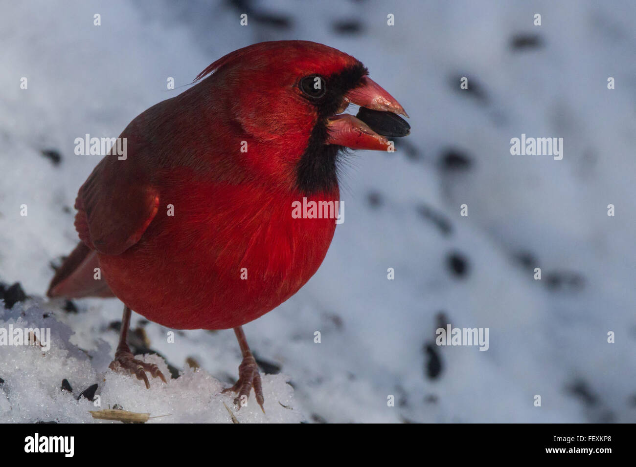 male cardinal eating sunflower seed in the snow Stock Photo - Alamy
