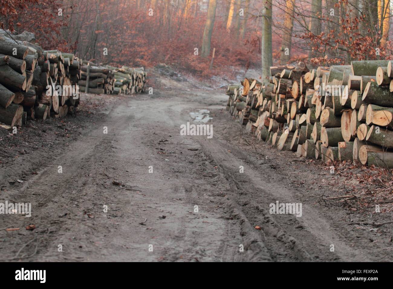 Pine log road hi-res stock photography and images - Alamy