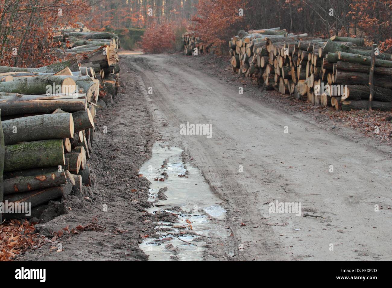 Logs stack in forest hi-res stock photography and images - Alamy