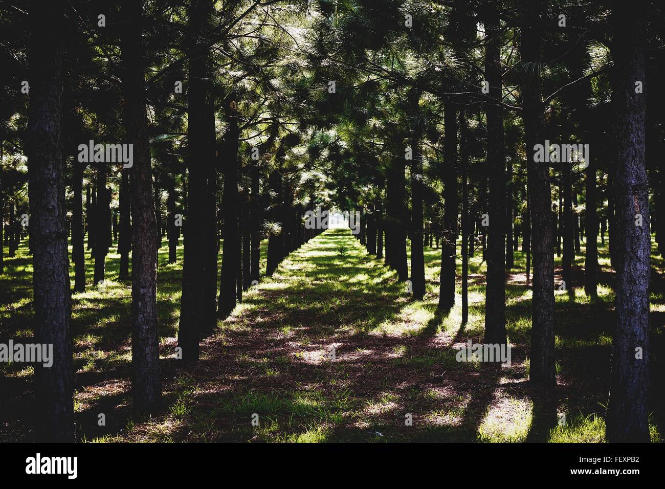 The scene at forest row hi-res stock photography and images - Alamy